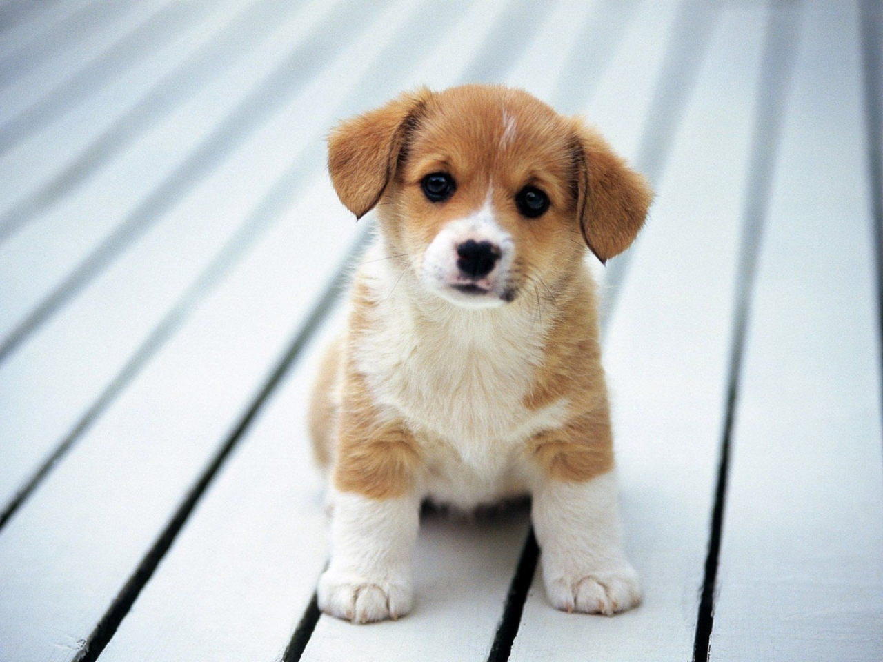 In-Home Training Program | Steven's Bootcamp Dog Training Indianapolis